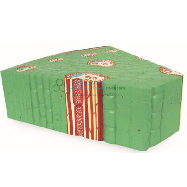 Monocotyledon Stem Model Manufacturers, Supplier & Exporters in India ...