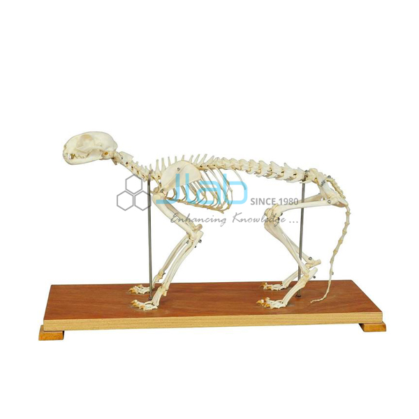 Cat Skeleton Model Manufacturers, Supplier & Exporters in India,Uruguay ...