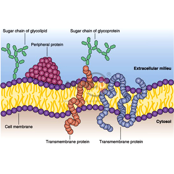 Unit Membrane Model Manufacturers, Supplier & Exporters in India ...