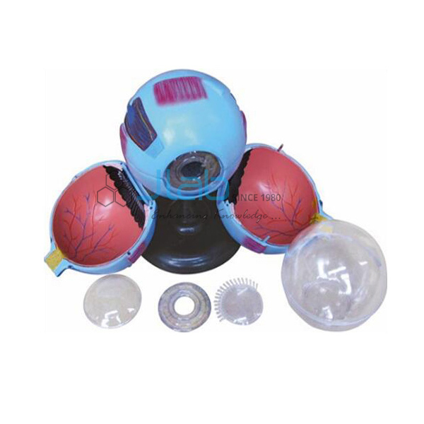 Functional Eye Model Manufacturers, Supplier & Exporters in India ...