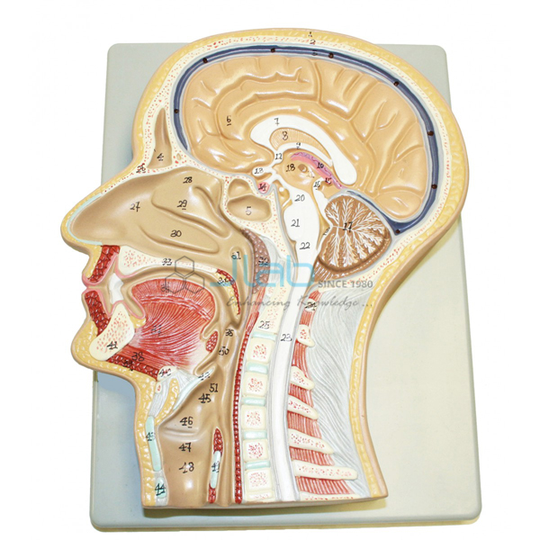 Head Sagittal Section Manufacturers, Supplier & Exporters in India ...