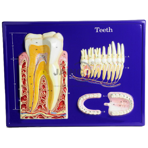 Teeth Model Manufacturers, Supplier & Exporters in India,Uruguay ...