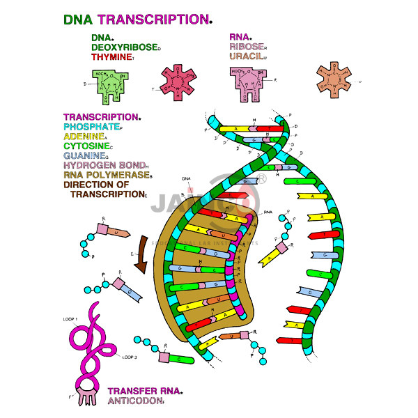 DNA Transcription Model Manufacturers, Supplier & Exporters in India ...