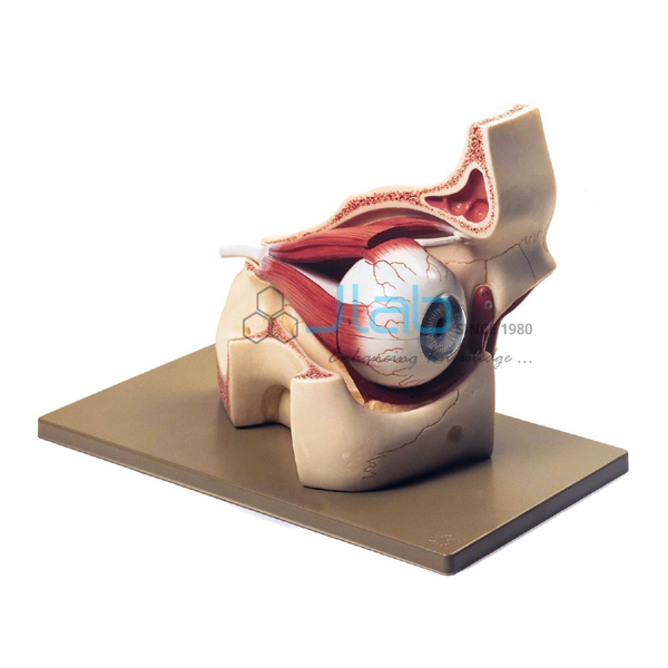 Eye with Orbit Model Manufacturers, Supplier & Exporters in India ...