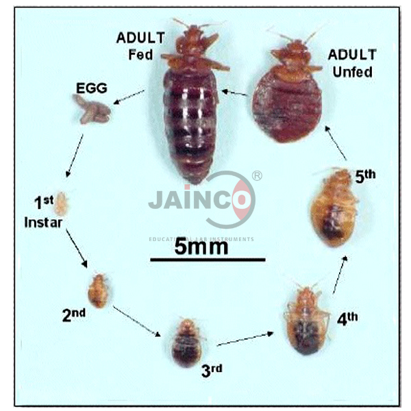 Bed Bug Model Manufacturers, Supplier & Exporters in India,Uruguay ...