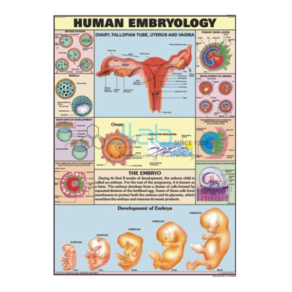 Human Embryology Chart Manufacturers, Supplier & Exporters in India ...