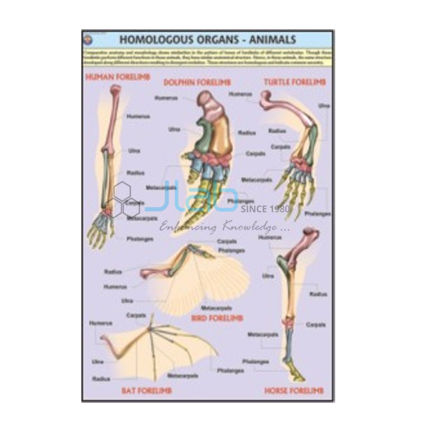 Homologous Organs Manufacturers, Supplier & Exporters in India,Uruguay ...