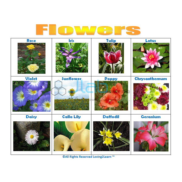 Flowers Chart Manufacturers, Supplier & Exporters in India,Uruguay ...