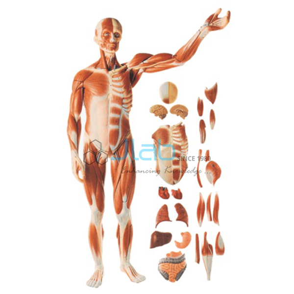 Full Size Human Body Manufacturers, Supplier & Exporters in India ...