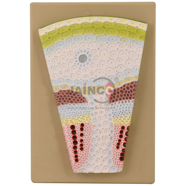 Dicot Stem T.S. Model Manufacturers, Supplier & Exporters in India ...