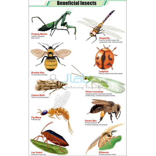 Beneficial Insects Chart Manufacturers, Supplier & Exporters in India ...