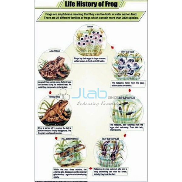 Life History of Frog Chart Manufacturers, Supplier & Exporters in India ...