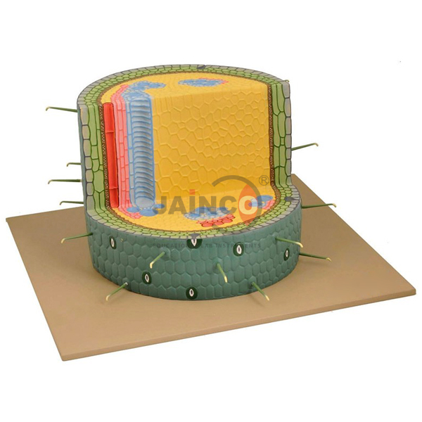 Dicot Woody Stem Model Manufacturers, Supplier & Exporters in India ...