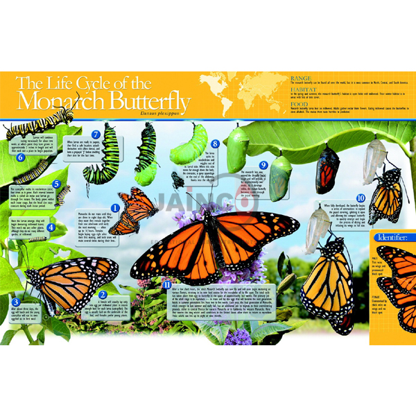 Monarch Butterfly Life Cycle Poster Manufacturers, Supplier & Exporters ...