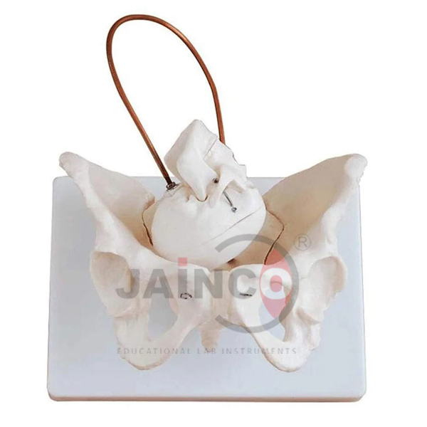 Birth Demonstration Model Manufacturers, Supplier & Exporters in India,Uruguay (Montevideo ...