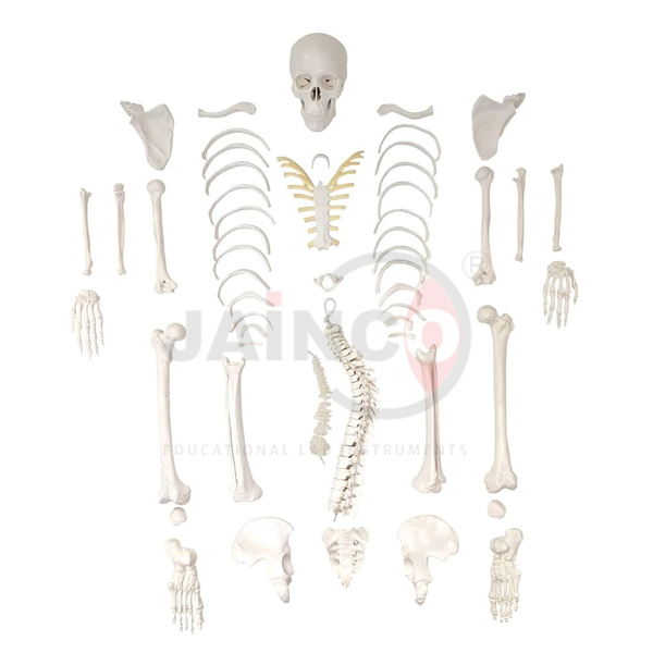 Disarticulated Human Skeleton 200 Bones Manufacturers, Supplier ...