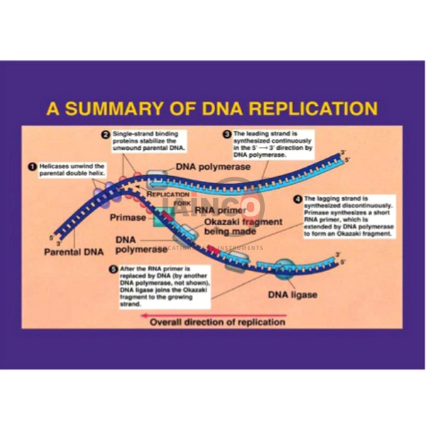DNA Replication Model Manufacturers, Supplier & Exporters in India ...