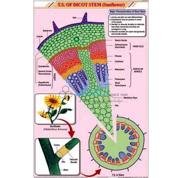 T.S. Dicot Stem Chart Manufacturers, Supplier & Exporters in India ...