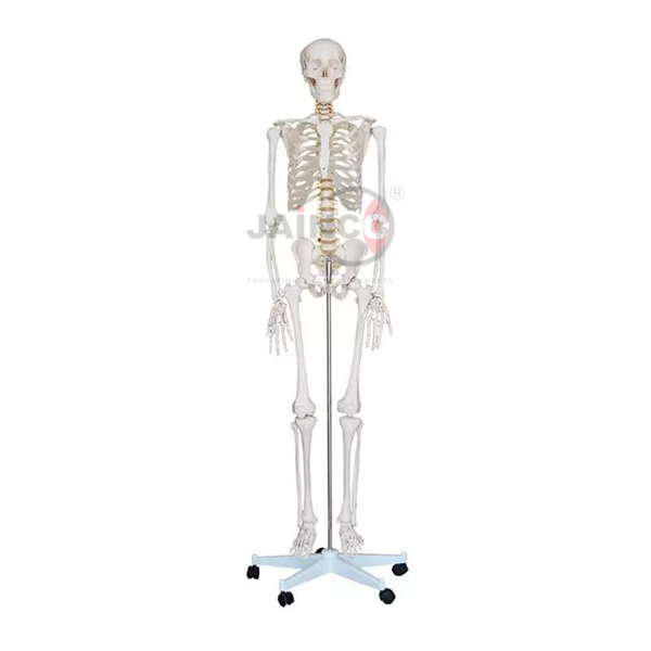 Human Skeleton Tall 180 cm Manufacturers, Supplier & Exporters in India ...