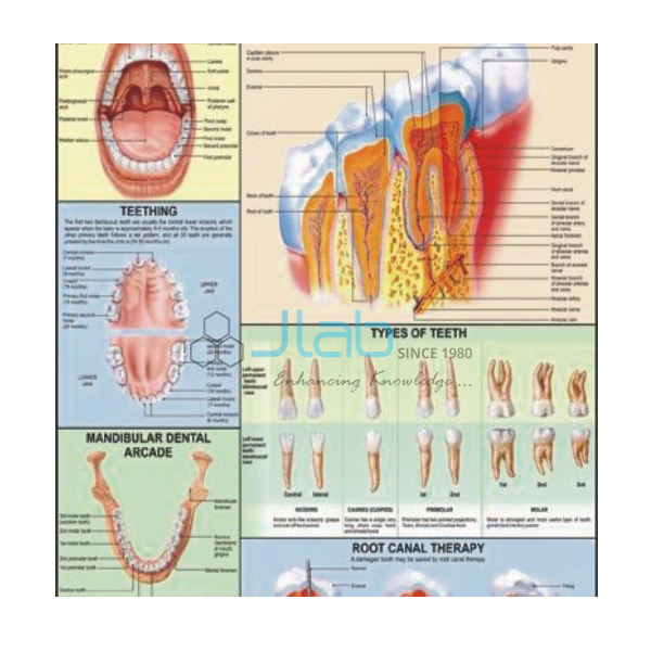 Human Teeth Chart Manufacturers, Supplier & Exporters in India,Uruguay ...
