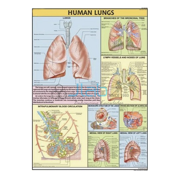 Human Lungs Chart Manufacturers, Supplier & Exporters in India,Uruguay ...