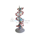 DNA Activity Model Manufacturers, Supplier & Exporters in India,Uruguay (Montevideo), Uzbekistan ...