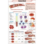 Human Blood Chart Manufacturers, Supplier & Exporters in India,Uruguay ...