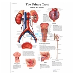 Urinary Tract Chart Manufacturers, Supplier & Exporters in India ...