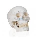 Numbered Human Skull Manufacturers, Supplier & Exporters in India ...