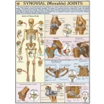 Movable Joints Chart Manufacturers, Supplier & Exporters in India ...