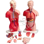 Human Torso 150 Cm Long Model Manufacturers, Supplier & Exporters in ...