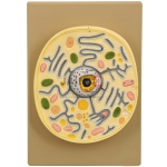 Typical Plant Cell on Plastic Base Model Manufacturers, Supplier ...