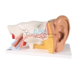 Human Ear-6 Parts Manufacturers, Supplier & Exporters in India,Uruguay ...