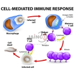 Cell Mediated Immune Response Model Manufacturers, Supplier & Exporters ...