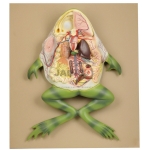 Frog Dissection Model Manufacturers, Supplier & Exporters in India ...