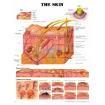 Human Skin Chart Manufacturers, Supplier & Exporters in India,Uruguay ...