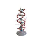 Human DNA Structure Model Manufacturers, Supplier & Exporters in India,Uruguay (Montevideo ...