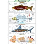 Fish Anatomy Chart Manufacturers, Supplier & Exporters in India,Uruguay ...