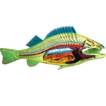 Boney Fish Model Manufacturers, Supplier & Exporters in India,Uruguay ...