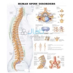 Human Spinal Cord Chart Manufacturers, Supplier & Exporters in India ...