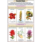 Parasitic Plants Chart Manufacturers, Supplier & Exporters in India ...