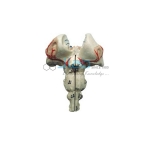Human Brain Stem Manufacturers, Supplier & Exporters in India,Uruguay ...