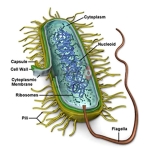 Bacteria Structure Model Manufacturers, Supplier & Exporters in India ...