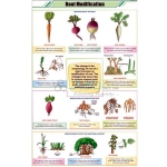Root Modifications Chart Manufacturers, Supplier & Exporters in India ...