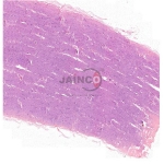 Histology Artery Prepared Slide Manufacturers, Supplier & Exporters in ...