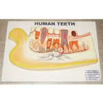 Human Teeth Model Manufacturers, Supplier & Exporters in India,Uruguay ...