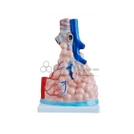 Magnified Pulmonary Alveoli Model Manufacturers, Supplier & Exporters ...