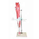 Muscles of Human Leg Model Manufacturers, Supplier & Exporters in India ...